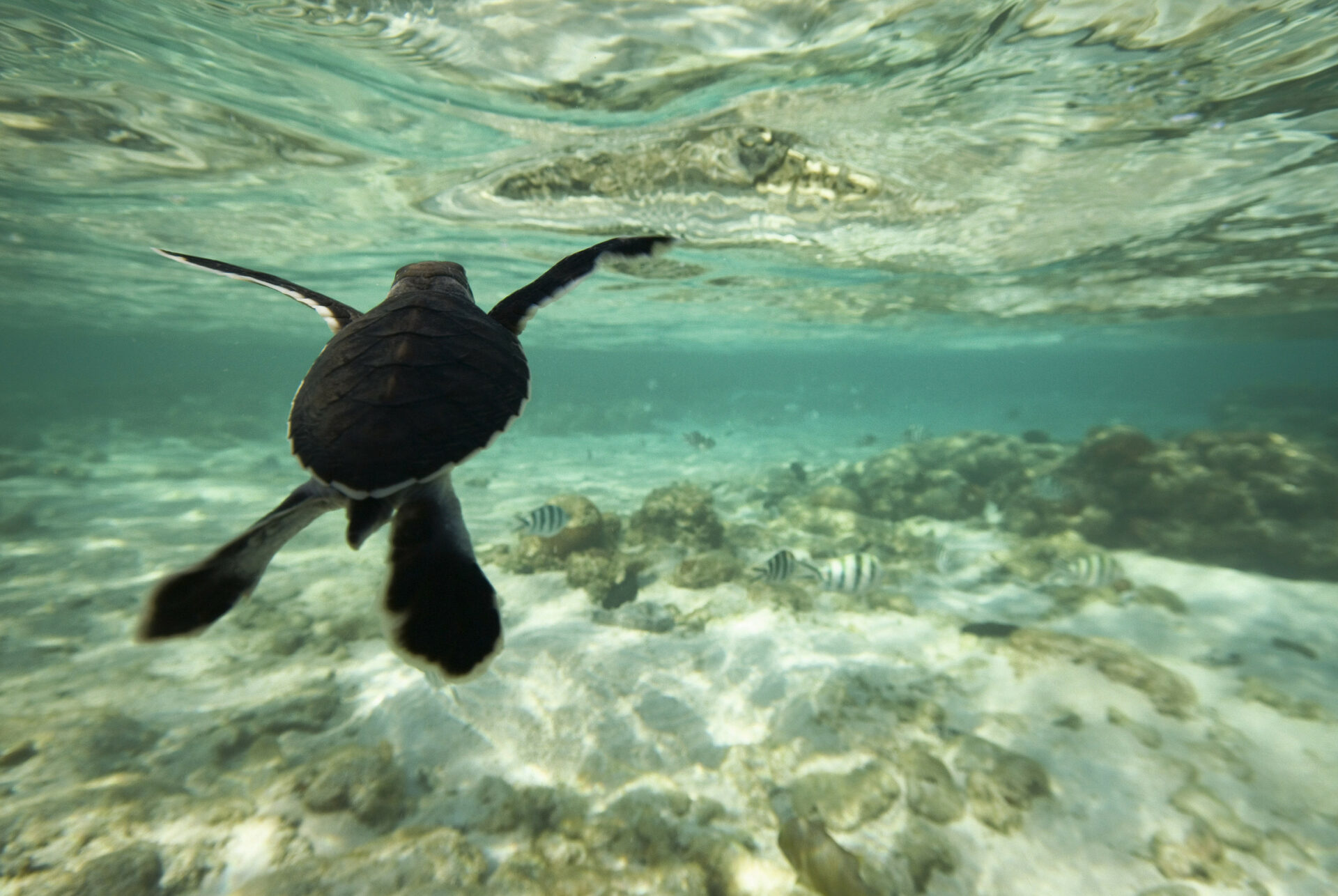 Mon Repos : A magic turtle encounter - Across Australia