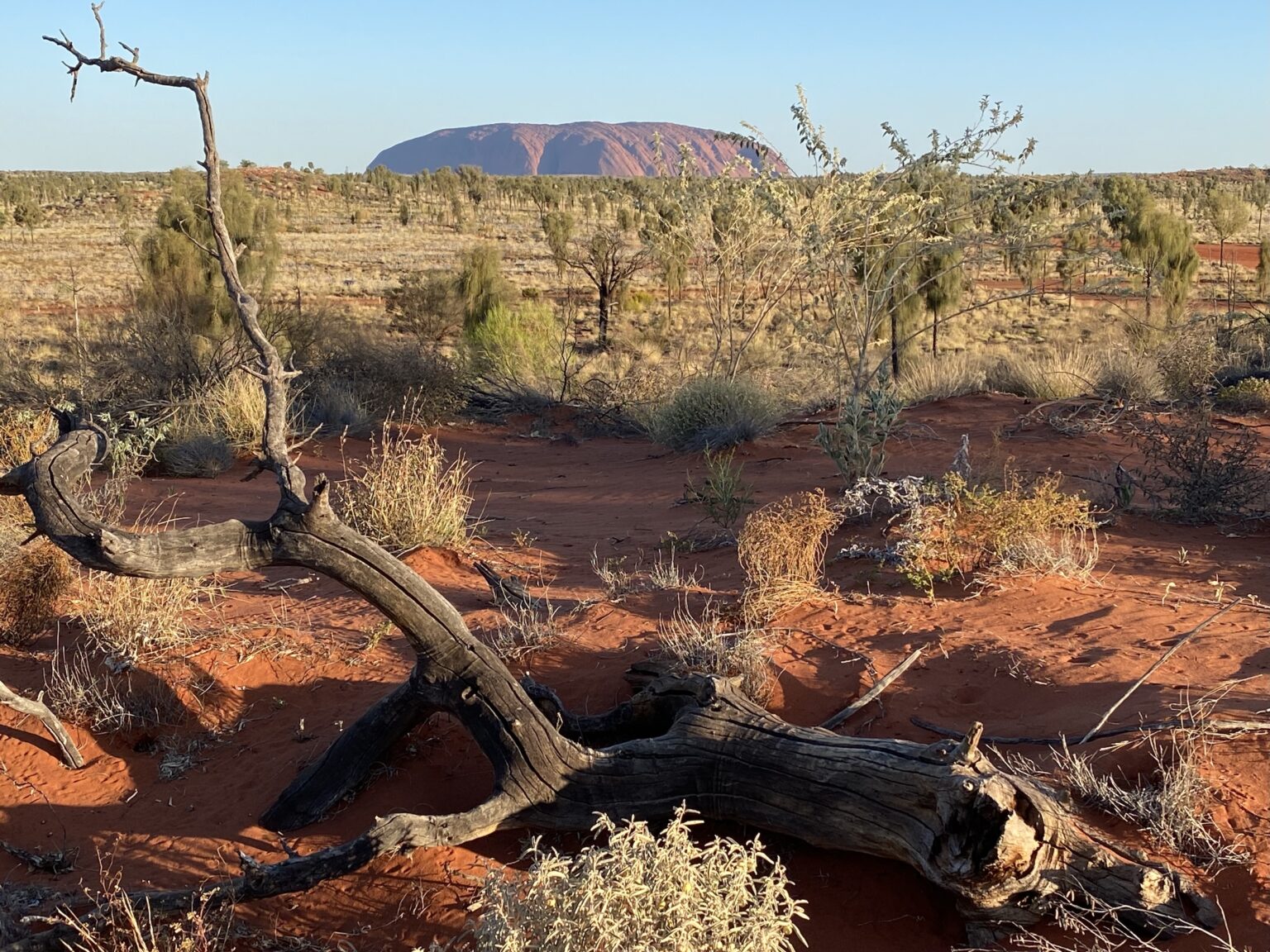 Uluru After Dark: The Field of Light Experience lights up the desert ...